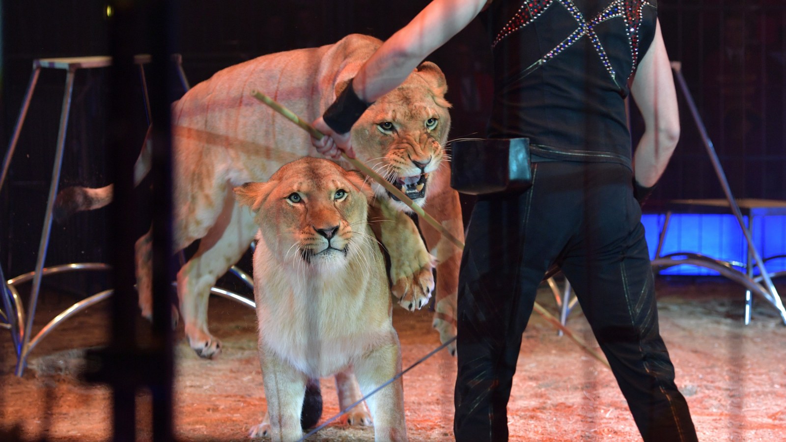 Artist de circ atacat de un leu în timpul unui spectacol la care ...